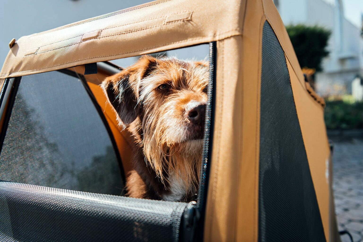 CROOZER Packfach | Dog Jokke / Mikke und Dog Bruuno / Tammo | Asphalt ...